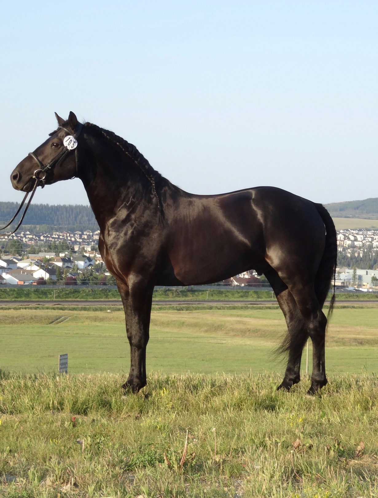 Stallion – Windy Coulee Canadian Horses