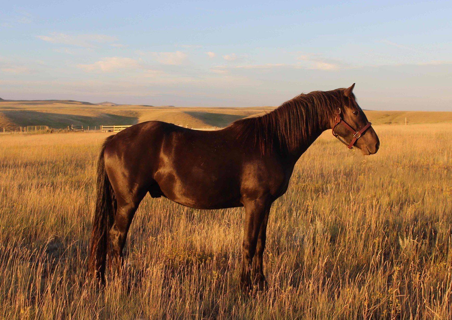 Ferrero edit | Windy Coulee Canadian Horses